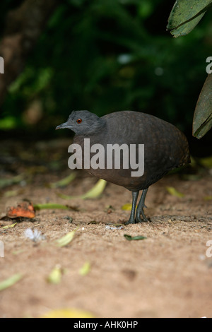 Undulated tinamou Crypturellus undulatus Brazil Stock Photo - Alamy