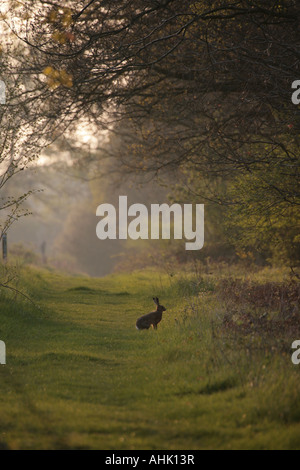 Brown hare standing on a path looking from the front Stock Photo - Alamy