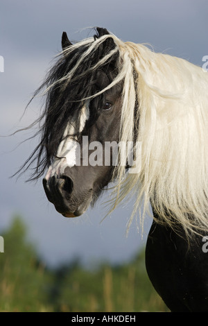 tinker pony - portrait Stock Photo - Alamy