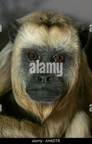 Female Black howler monkey (Alouatta caraya) has her arms around her ...