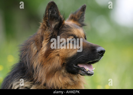 German Shepherd Portrait Stock Photo - Alamy