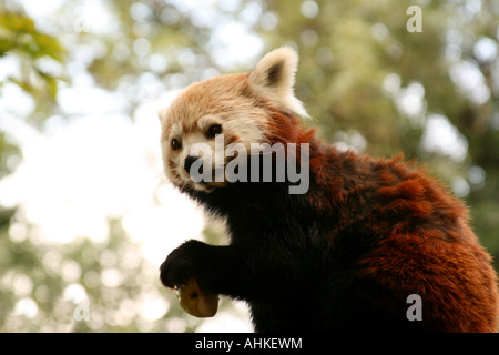 red panda in a zoo in lille (france Stock Photo - Alamy