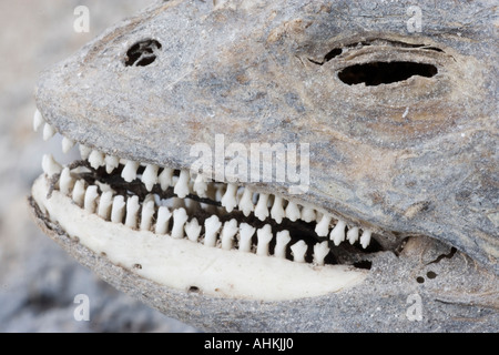 Ecuador Galapagos Islands Skeletal remains of Marine Iguana ...