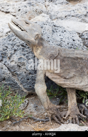 Ecuador Galapagos Islands Skeletal remains of Marine Iguana ...