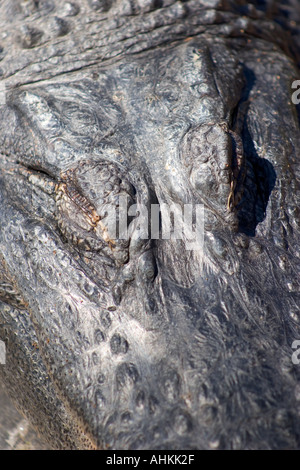 Eyelids Detail American Alligator Detail Adelaide Zoo Australia Stock ...