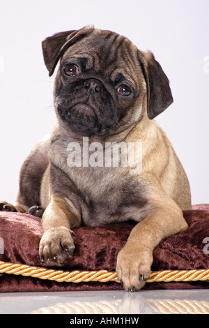 Pug - puppy lying on pillow Stock Photo - Alamy