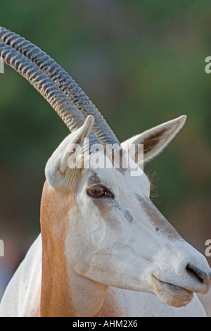 A Arabian Oryx (Oryx leucoryx). The Arabian oryx is a large white ...