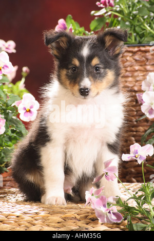 Sheltie puppy between flowers Stock Photo - Alamy