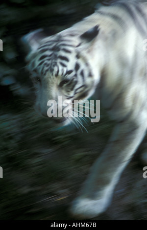 White Bengal Tiger with Meat in Mouth at Out of Africa Wildlife Park in ...