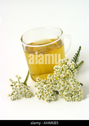 A sprig of yarrow Stock Photo - Alamy