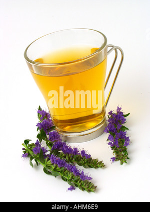Cup of hyssop tea (Herb hyssopus officinalis), hyssop, hyssop tea ...