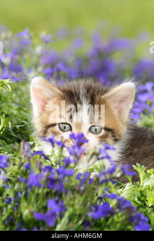 kitten in between flowers Stock Photo - Alamy