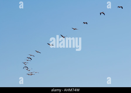 Bird over the lake. Nakuru, Kenya Stock Photo - Alamy
