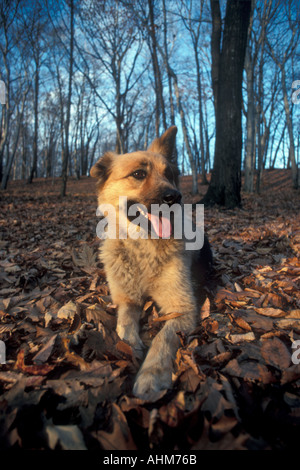 German Shepard bitch laying down panting after running around after her ...