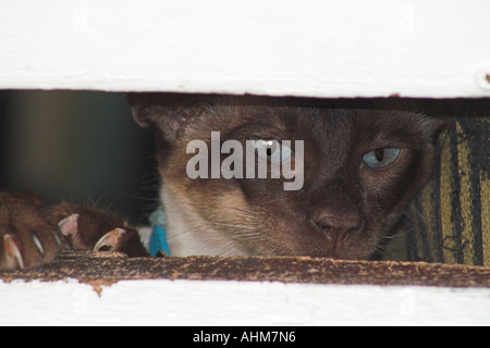 A cat looking through a letterbox Stock Photo - Alamy