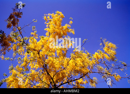 Cassia fistula flower ( Vishu Kani Konna flowers ) blossom on golden ...