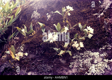 COELOGYNE MOSSIAE IN ERAVIKULAM NATIONAL PARK Stock Photo - Alamy