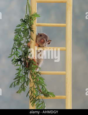 Young Domestic Rats on ladder, colour rats, young animals on ladder ...