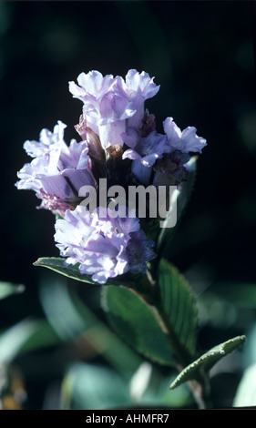 neelakurinji flower (strobilanthes kunthiana), neela kurinji blooms ...