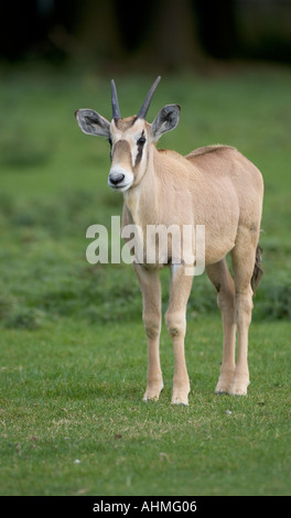 A Gemsbok (Oryx gazella) feeding on sparse desert vegetation in the ...