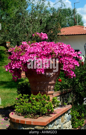 Rose garden, Florence,Tuscany,Italy Stock Photo - Alamy