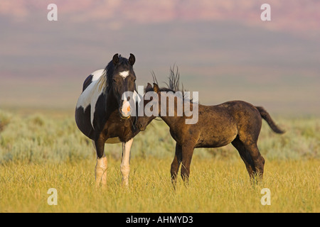Wild Horse Mare and Foal in the Utah Desert Stock Photo - Alamy