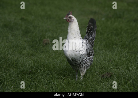 Fayoumi Domestic breed of fowl Warwickshire Stock Photo - Alamy