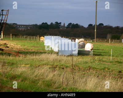 Freerange Pork Production at Packington Stock Photo - Alamy