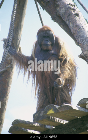 Ape picture of a Orang Utan swinging on a tire swing with one arm ...