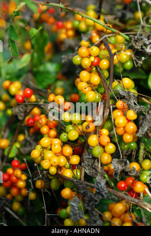 pretty colourful berries in a Devon hedgerow Stock Photo - Alamy
