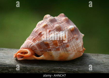 horse conch, sea shell, .Pleuroploca gigantea, sanibel captiva islands ...