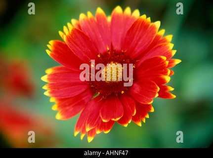 One vivid yellow and red Gaillardia flower, common known as blanket ...