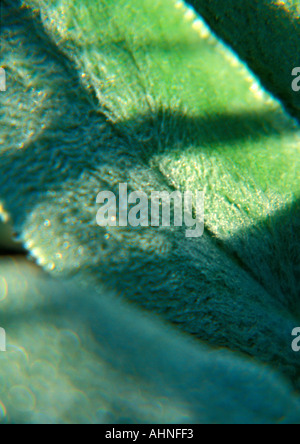 Stachys lanata Stachys lanata Stock Photo - Alamy