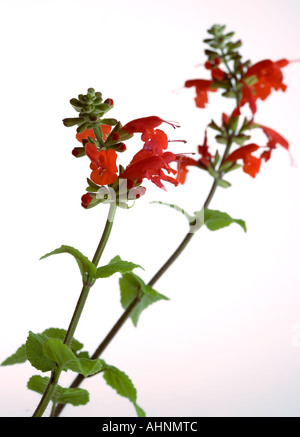 scarlet sage, Blood Sage (Salvia coccinea), blossom, USA, Florida ...