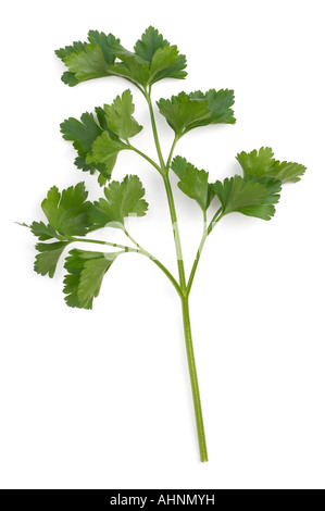 Sprig of Flat Leaf Parsley Stock Photo - Alamy