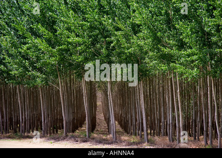Cottonwood poplar tree farm near Boardman Oregon Stock Photo - Alamy