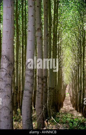 Cottonwood poplar tree farm near Boardman Oregon Stock Photo - Alamy