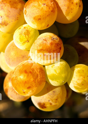 white Muskat Muscat grapes grow Stock Photo - Alamy