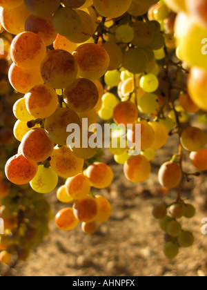 white Muskat Muscat grapes hang Stock Photo - Alamy