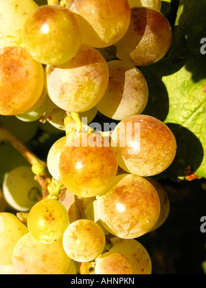 white Muskat Muscat grapes vineyard Stock Photo - Alamy