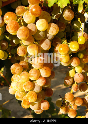 white Muskat Muscat grapes Stock Photo - Alamy