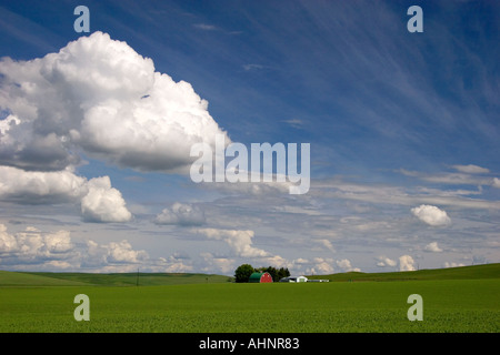 Eastern washington pea farm with rolling hills and clouds Stock Photo ...