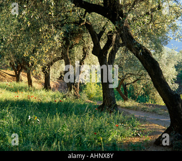Olive trees (Olea europaea) in the garden of Gethsemane, Mount of ...