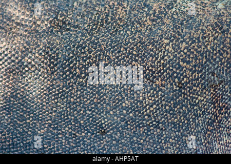 Closeup Texture Komodo Dragon Skin Stock Photo - Alamy