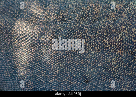 Closeup Texture Komodo Dragon Skin Stock Photo - Alamy