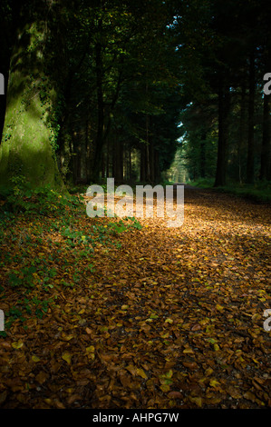 autum color colour dying leaf leaves maple Stock Photo - Alamy