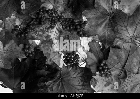 autum color colour dying leaf leaves maple Stock Photo - Alamy