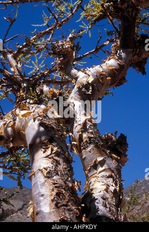 Frankincense tree, Dhofar province, Oman Stock Photo - Alamy