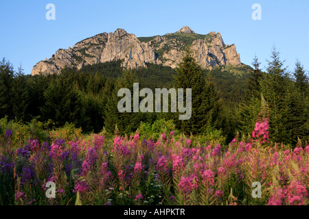 Close to Chata Vrátna, Vratna Valley (Vrátna dolina), Malá Fatra, lower ...
