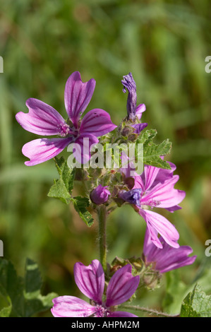 Wild Malva, Mallow, Malva sylvestris Stock Photo - Alamy